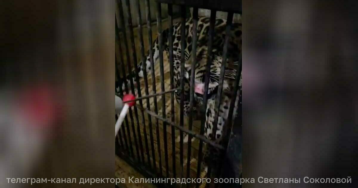 В Калининградском зоопарке амурский леопард Хан насадил кость на клык ...