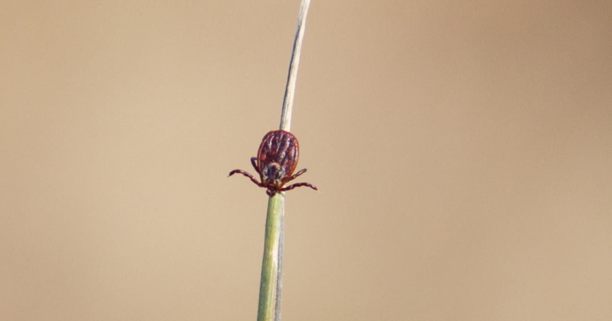 Любители живых ёлок в центральных регионах России столкнулись с атакой ...